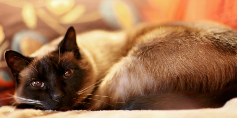 Gatto siamese: Tutto Quello Che Devi Sapere - Robinson Pet Blog
