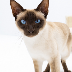 Gatto siamese: Tutto Quello Che Devi Sapere - Robinson Pet Blog