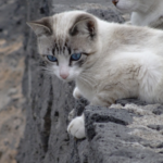 Gatto siamese: Tutto Quello Che Devi Sapere - Robinson Pet Blog