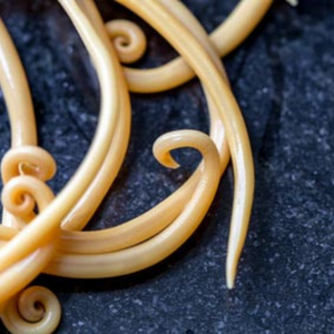 Tutto Ciò Che Devi Sapere sui Vermi del Gatto: Sintomi e Cure ...