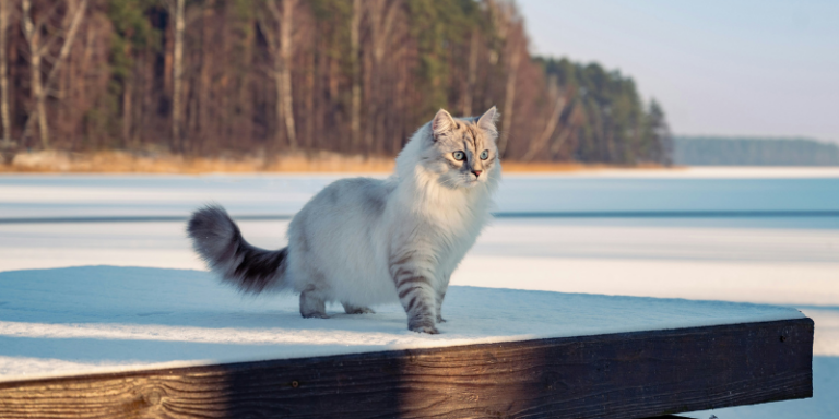 Gatto Siberiano: Caratteristiche, Cura e Alimentazione - Robinson Pet Blog