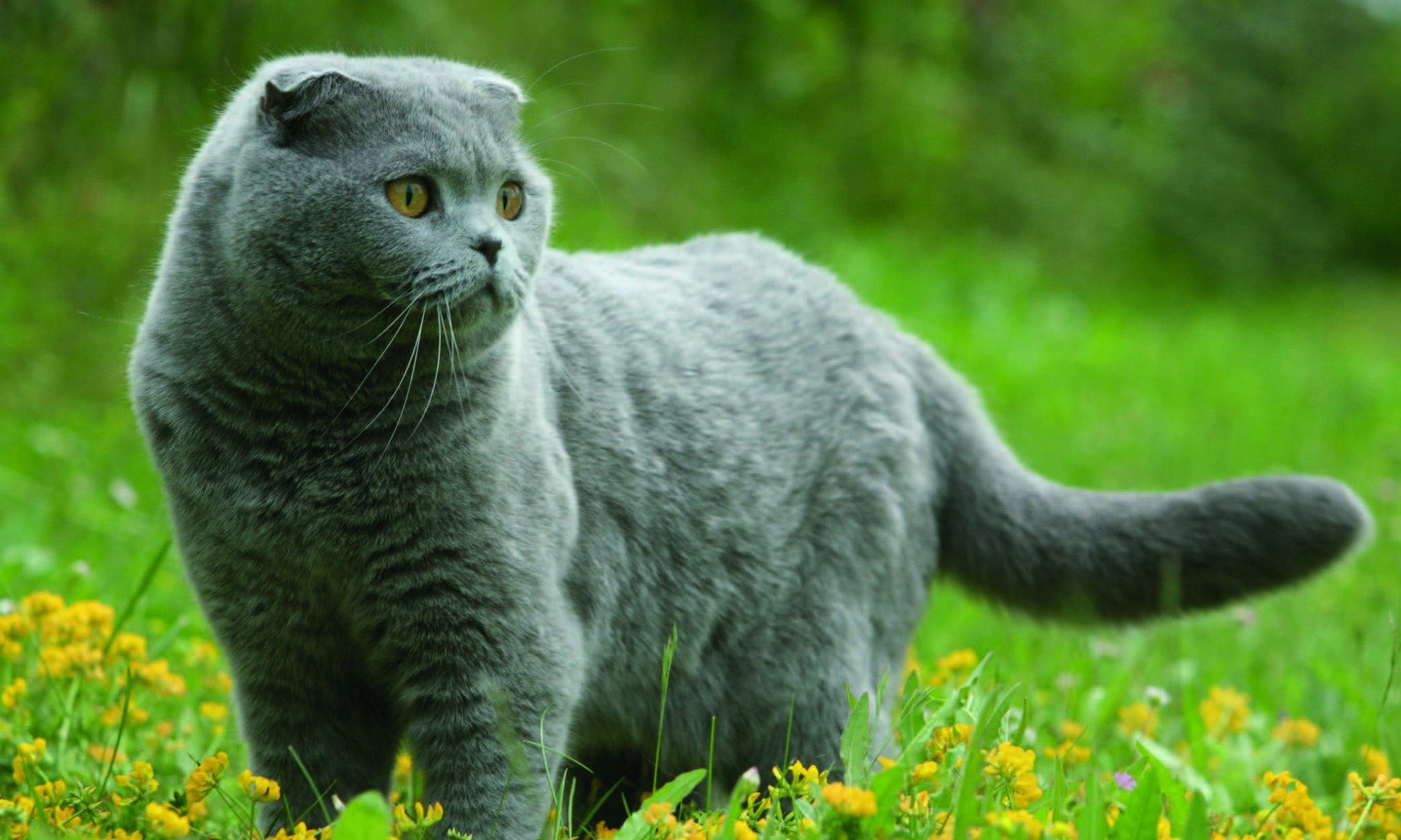 Scottish Fold: alla scoperta del gatto dalle orecchie piegate ...