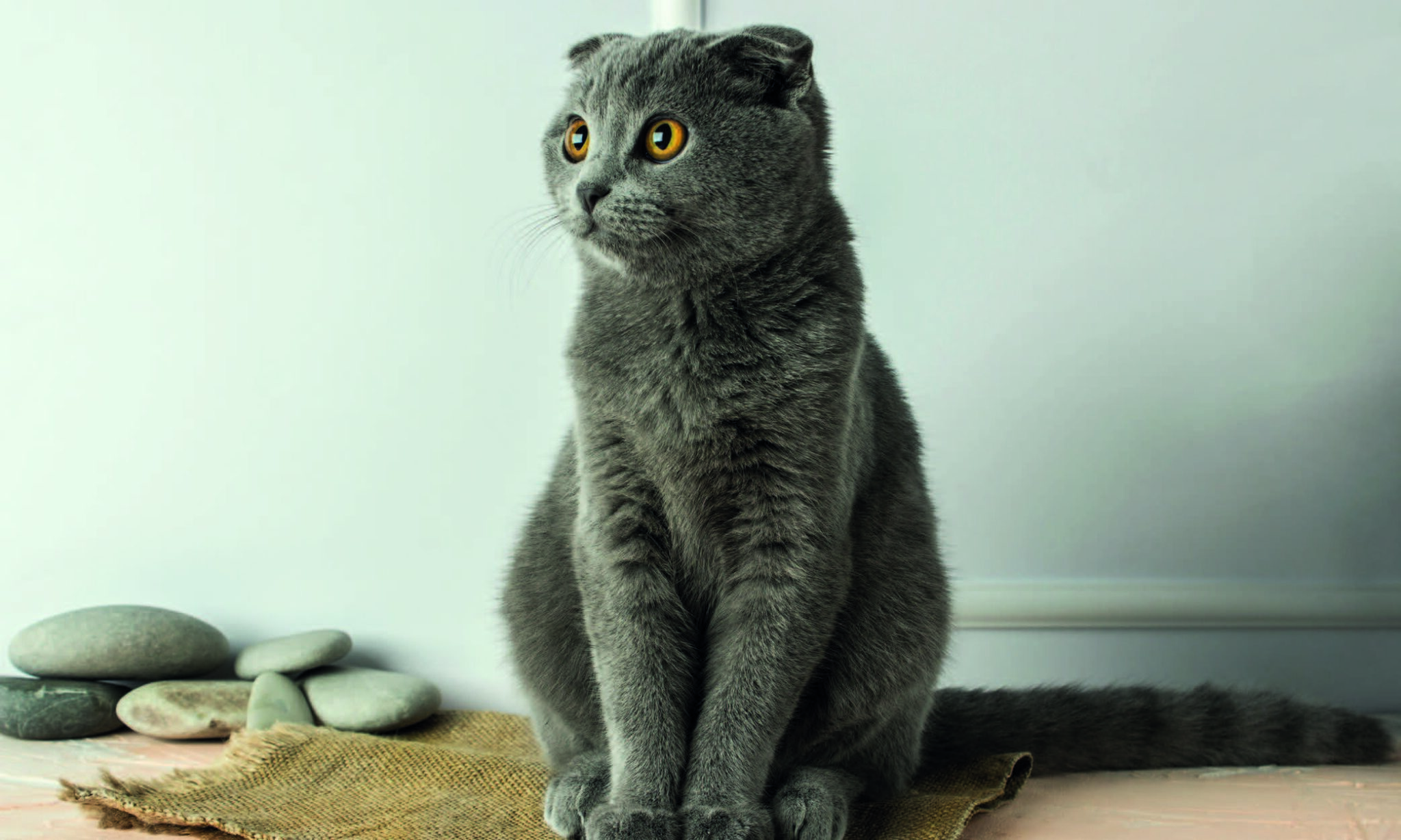 Scottish Fold: alla scoperta del gatto dalle orecchie piegate ...
