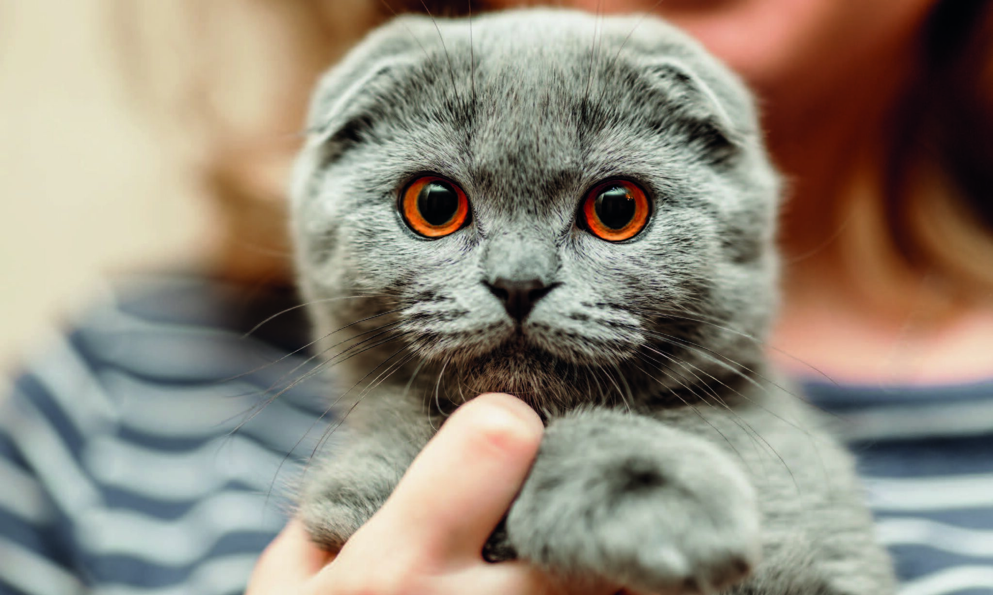 Scottish Fold: alla scoperta del gatto dalle orecchie piegate ...