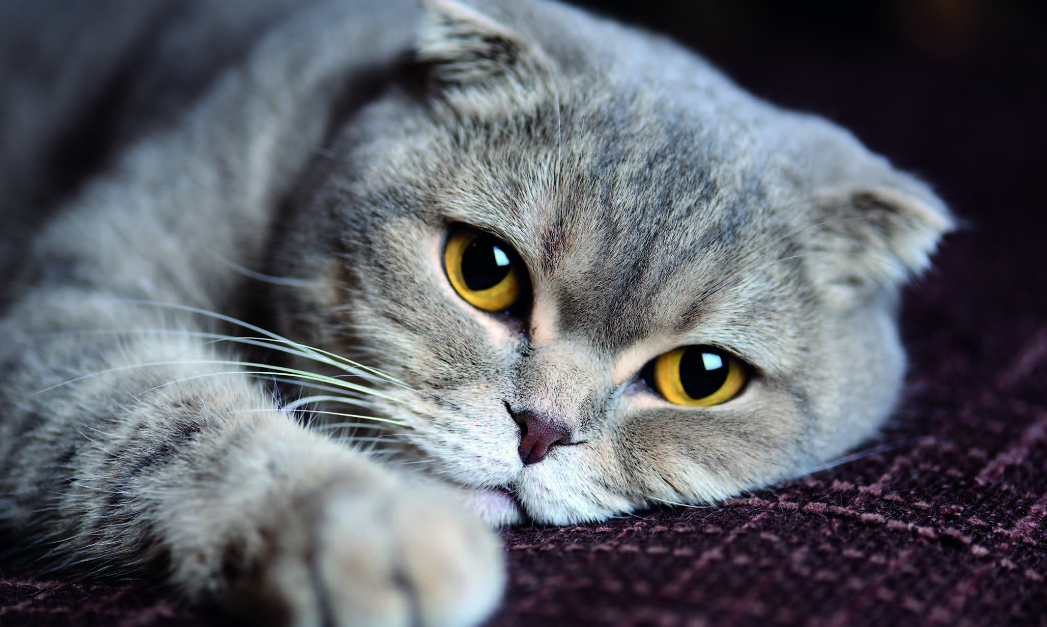 Scottish Fold: alla scoperta del gatto dalle orecchie piegate ...